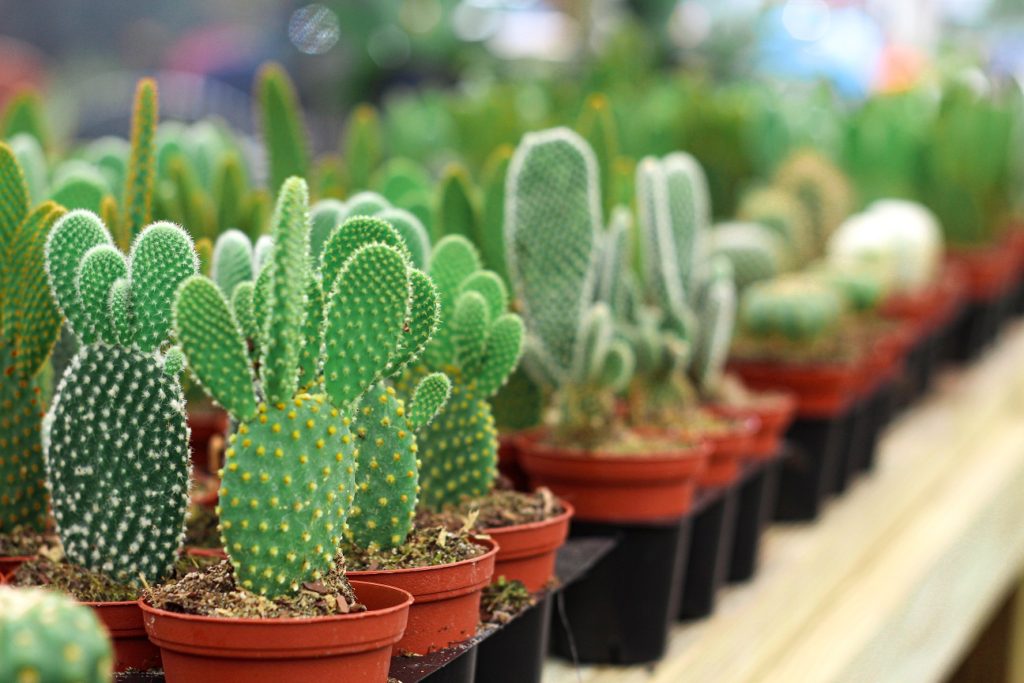 The 5 Places You Can Buy Indoor Plants | A POTTED LIFE